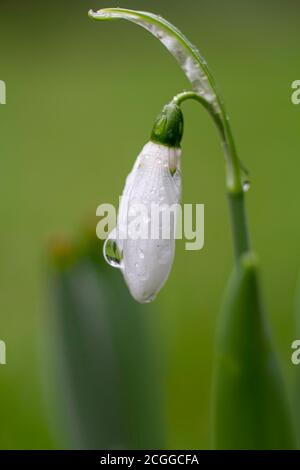 A snowdrop in bloom in the rain, raindrops on the flowers, perspective ...