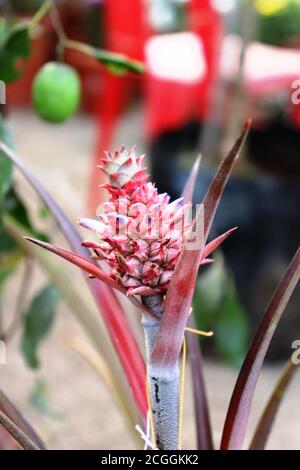 Miniature Pineapple plant and fruit Stock Photo - Alamy