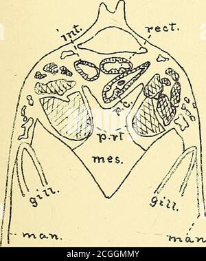 . The anatomy of the common mussels (Mytilus, latus, edulis and ...