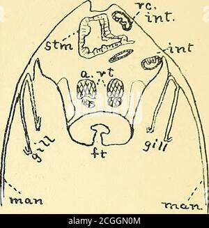 . The anatomy of the common mussels (Mytilus, latus, edulis and ...