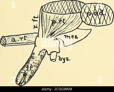 . The anatomy of the common mussels (Mytilus, latus, edulis and ...