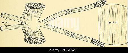 . The anatomy of the common mussels (Mytilus, latus, edulis and ...