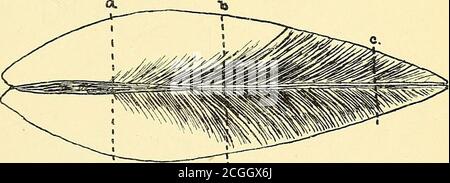 . The anatomy of the common mussels (Mytilus, latus, edulis and ...