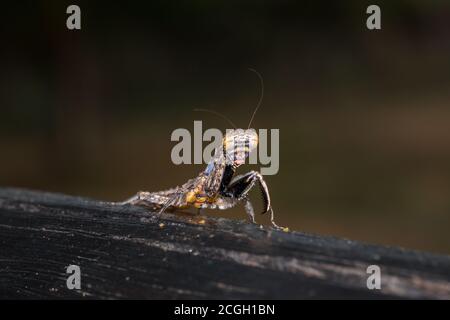 Brown and Grey Bark Mantis, South Africa Stock Photo - Alamy