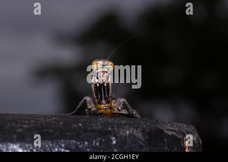 Brown and Grey Bark Mantis, South Africa Stock Photo - Alamy