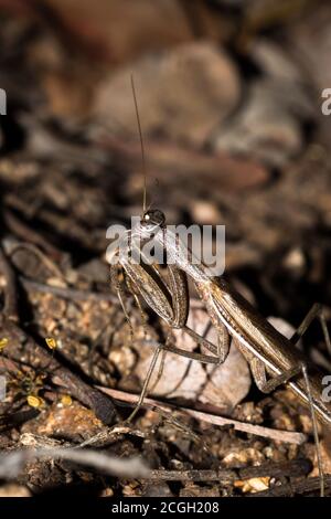 Brown and Grey Bark Mantis, South Africa Stock Photo - Alamy