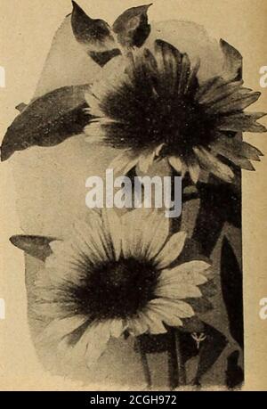 Blue White mixed Lavender Lavandula angustifolia 'Sentivia Silver ...