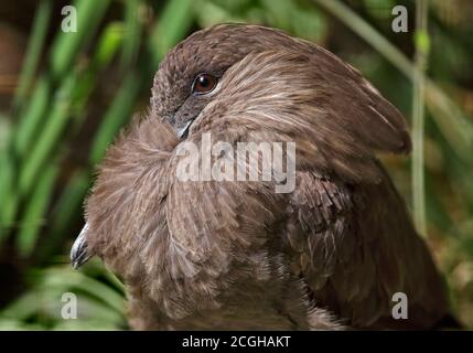 Two Hammerkops (scopus umbretta) birds mating Stock Photo - Alamy