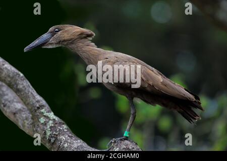 Two Hammerkops (scopus umbretta) birds mating Stock Photo - Alamy