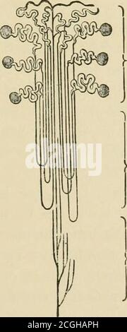 Medullary rays in kidney cortex, light micrograph Stock Photo - Alamy