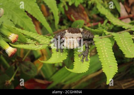 Pied warty frog, Theloderma asperum Stock Photo - Alamy