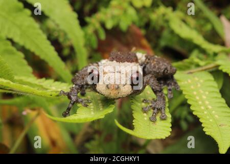 Pied warty frog, Theloderma asperum Stock Photo - Alamy
