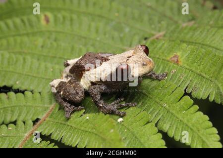 Pied warty frog, Theloderma asperum Stock Photo - Alamy