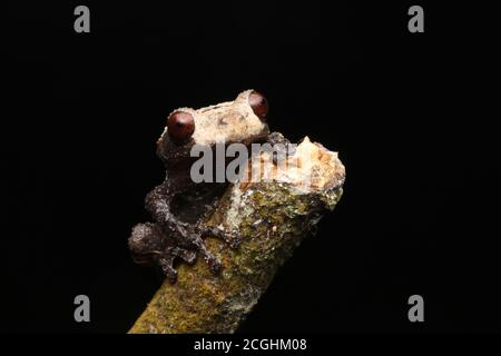 Pied warty frog, Theloderma asperum Stock Photo - Alamy
