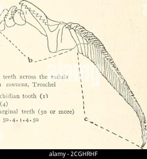 . The shell book . A TYPICAL UNIVALVE SHELLPear Conch, Fnlgur ...