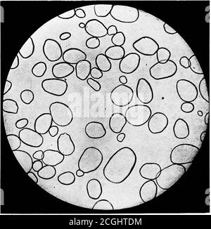 . The microscopy of the more commonly occurring starches . ined potato ...