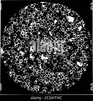 . The microscopy of the more commonly occurring starches . o hilum or ...