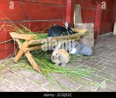 sweet bunny rabbits in the park Stock Photo - Alamy