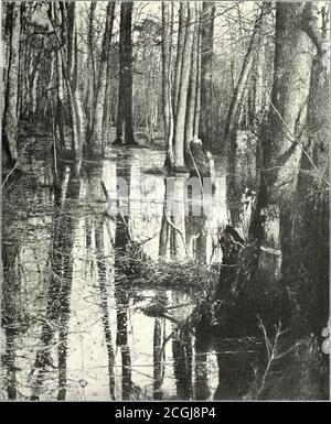 Battle at White Oak Swamp Bridge Stock Photo - Alamy