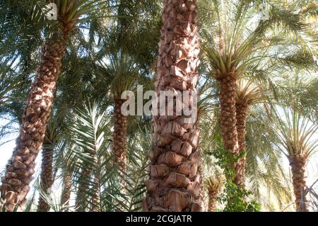Date Palm Tree, in the Egyptian Oasis town of Siwa, Egypt, Africa Stock ...