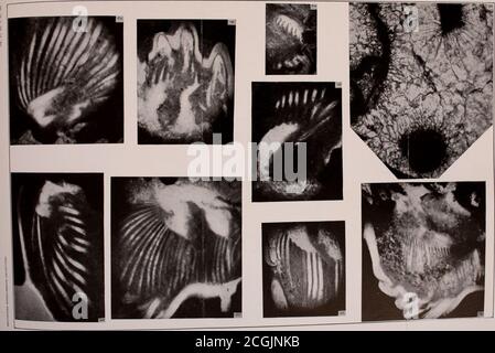 Smithsonian miscellaneous collections . Fig. 11.—Three larval stages of ...