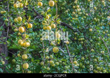 Unripe apples in a tree. Concept of summer and coming fruit harvest ...