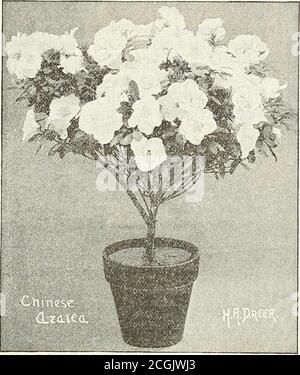 . Dreer's garden 1902 calendar Stock Photo - Alamy