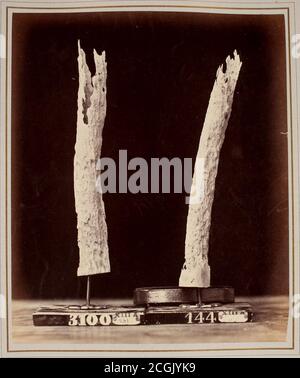 . Photographs of surgical cases and specimens . of the Surgical Section ...