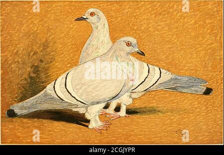 . Pigeons: their structure, varieties, habits, and management . FIG. I ...