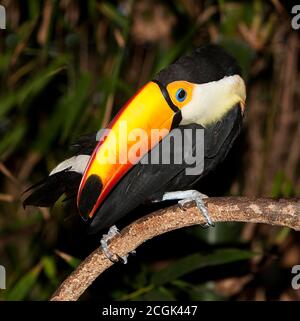 toco bird with orange beak. photo of toco bird outside. toco bird ...