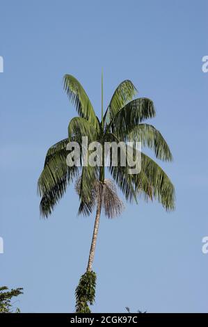 Palm Tree at Orinoco Delta in Venezuela Stock Photo - Alamy