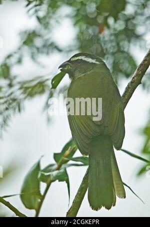 THICK BILLED SALTATOR Saltator maxillosus Brazil Stock Photo - Alamy
