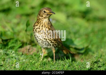 song thrush foraging for food for nestlings Stock Photo - Alamy