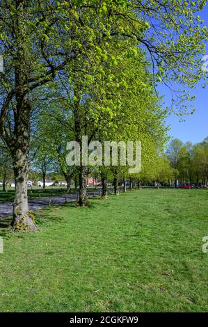 Lime trees, Roe Green, Worsley, Manchester Stock Photo - Alamy