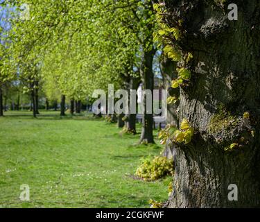 Lime trees, Roe Green, Worsley, Manchester Stock Photo - Alamy