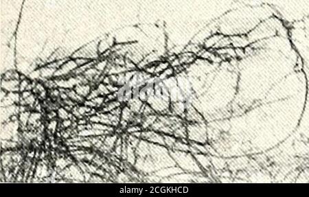 U.S. Civil War monitor Canonicus, c1907. One of nine Canonicus-class ...