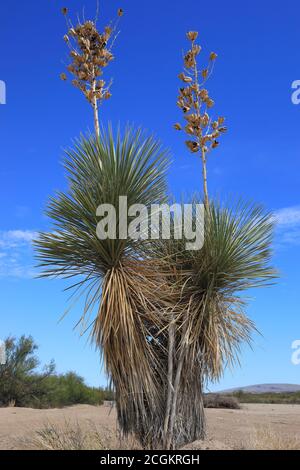 green sotol, smooth-leaf sotol, smooth sotol, Dasylirion leiophyllum ...