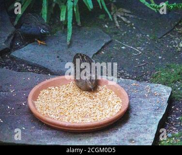 Chinese Painted Quail Stock Photo - Alamy
