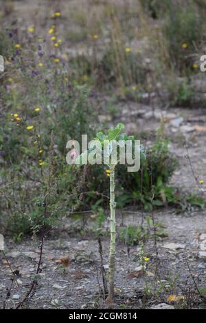 Marrow-stem kale (Brassica oleracea medullosa) This cabbage is used as ...