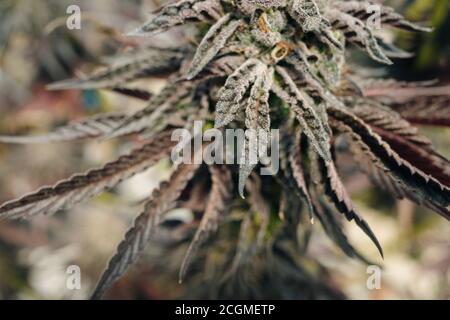 Cannabis Stalk Top Bud With Leaflets Close-up Stock Photo - Alamy