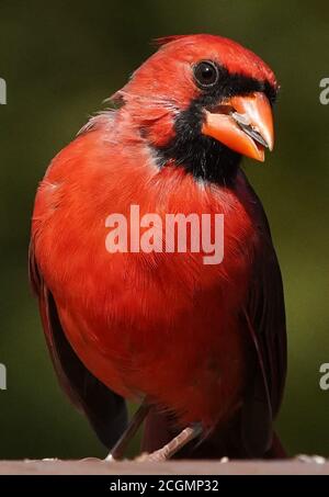 Vivid red Northern Cardinal poses on the deck Stock Photo - Alamy