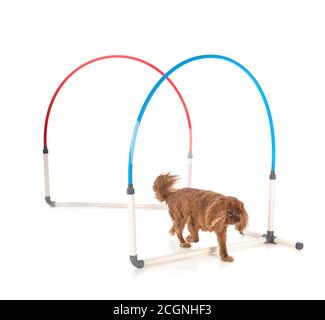 hooper training in front of white background Stock Photo - Alamy