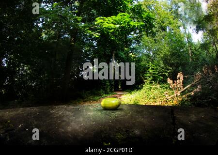 Acorn in forrest shot with a fish eye lenses Stock Photo - Alamy