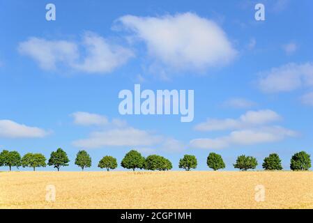 Row of trees, Maple (Acer), at the grain field with blue cloud sky ...