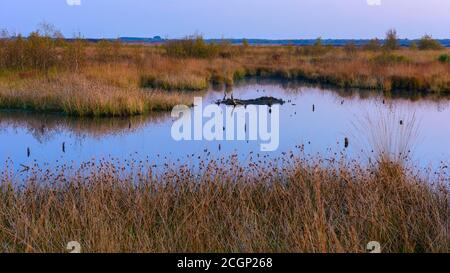 Moor at the blue hour, Goldenstedter Moor, Oldenburger Muensterland ...