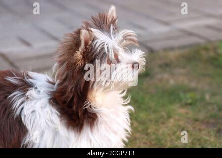 Little rare white and brown Yorkie purebred puppy enjoying the day ...