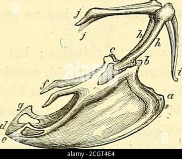 . Pigeons: their structure, varieties, habits, and management . FIG. I ...