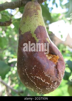 Close-up of an infected wound from a leech bite on the leg in a 24 year ...