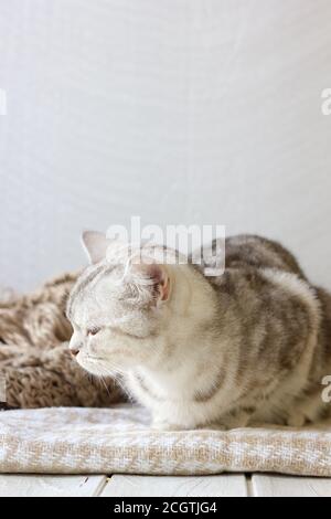 Portrait of britain cat over white background Stock Photo - Alamy