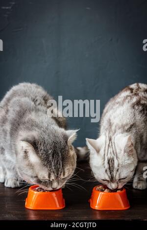 Two grey Scottish cats eat food from a yellow cat bowls in the kitchen ...